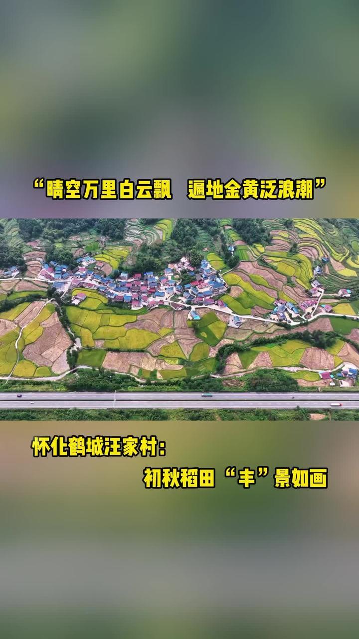 ...遍地金黄泛浪潮"初秋时节,怀化市鹤城区汪家村种植的千亩有机水稻...