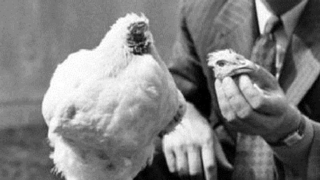 世界上最离奇事件:一只鸡被砍掉头后,竟然还存活了18个月!