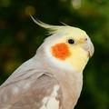 邱晨宥 