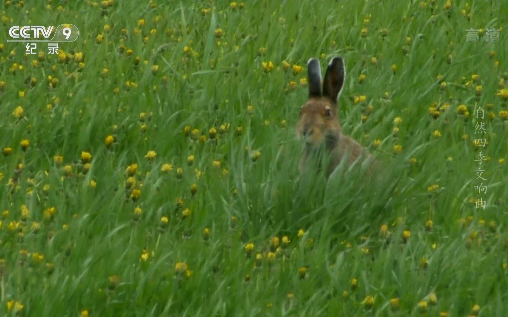 【纪录片】自然四季交响曲《2022》国语中字 1080P