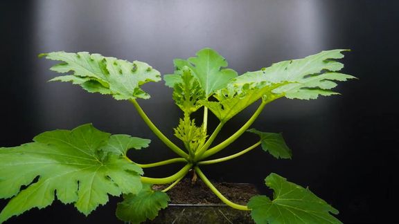 长达60天的延时摄影,记录西葫芦的生长过程,只可惜失败了