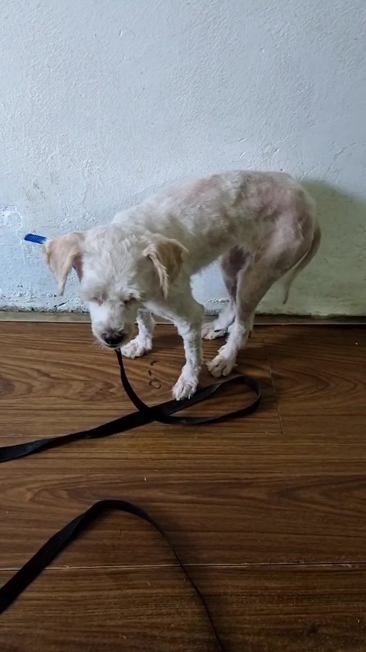 ...狗牌上除了编号没有任何联系方式,太无语了,宠物医院也查过信息,也...