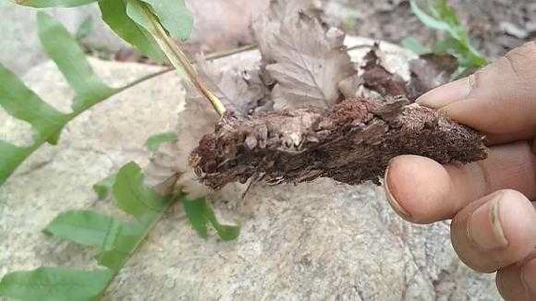 这种植物有个神奇的名字,它也是一种药材,听名字就知道它的作用