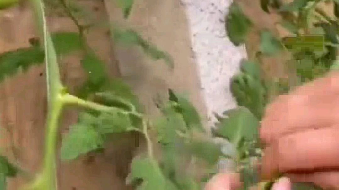 西红柿的种植方法