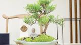 小叶黄杨老桩盆景,这样做修剪,造型才显得高雅,师傅制作给你看