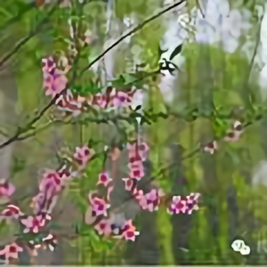 诗意原野nl 