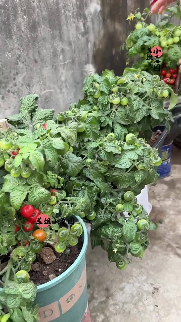 朋友们一起来种点矮生小番茄吧,种植简单易管理,阳台小院小盆子就...