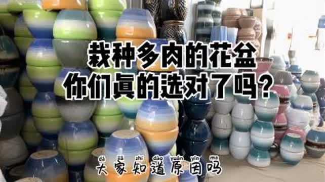 栽种多肉植物的花盆,你们真的选对了吗