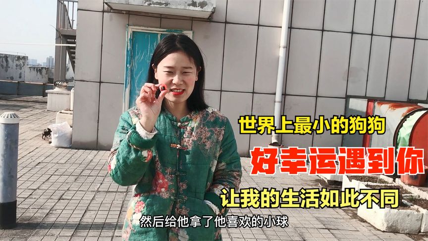 不愧是世界上最小的狗狗,太可爱了吧,养了他,生活变得多姿多彩