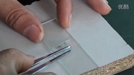 用显微镜观察洋葱鳞片叶表皮细胞装片_标清