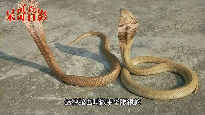 中国十大致命毒蛇排行榜