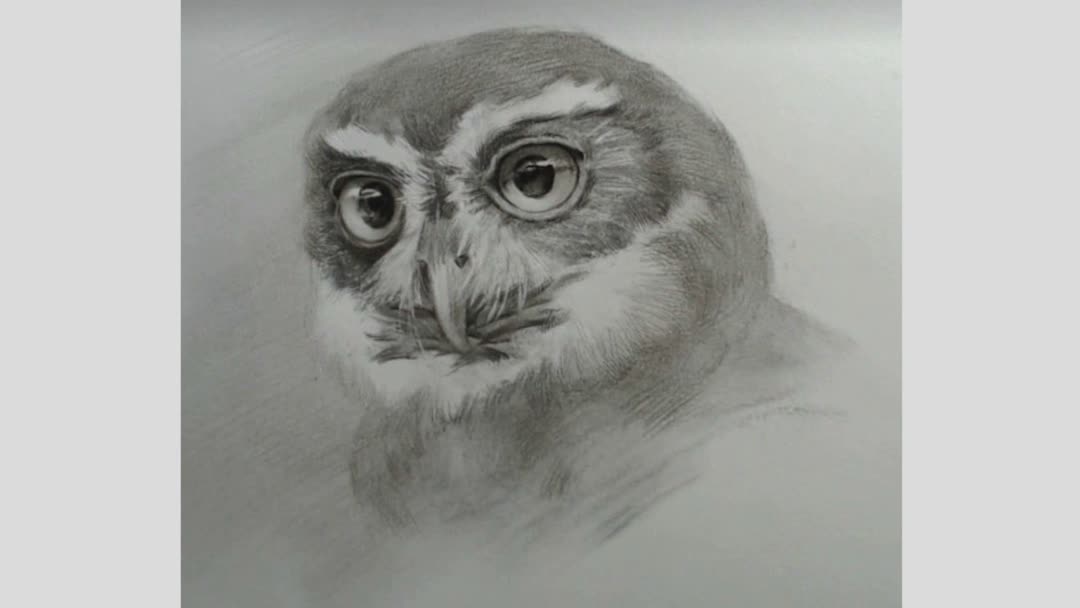 用老师教我的这种方法,没想到画动物居然可以这么简单!素描教程