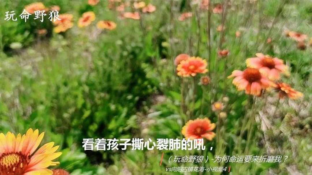 为何命运要来折磨我?vs向阳古镇花海-伤心小视频4