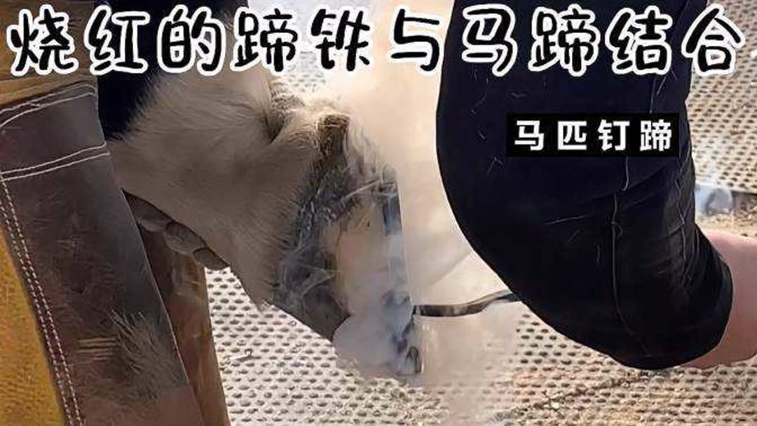 一匹好的运动马离不开正确的修蹄钉掌。来看障碍赛马换蹄铁