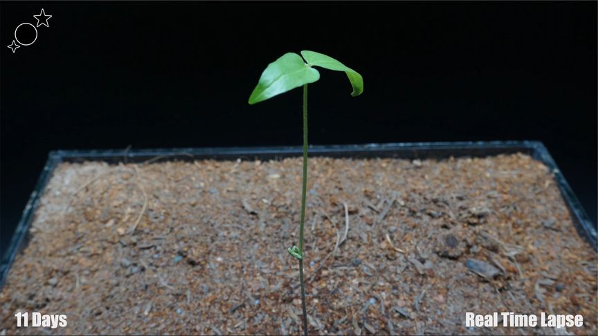 看种植绿豆的时间 在15天内的 生长到流逝的过程