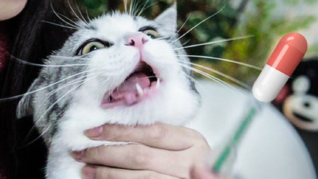 主人给猫咪喂药,喂药器猛的一下塞进喉咙就完了,猫咪一脸懵逼!