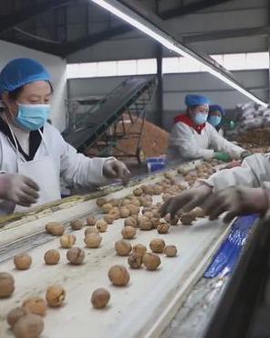 石家庄赞皇:小核桃助农致富奔小康