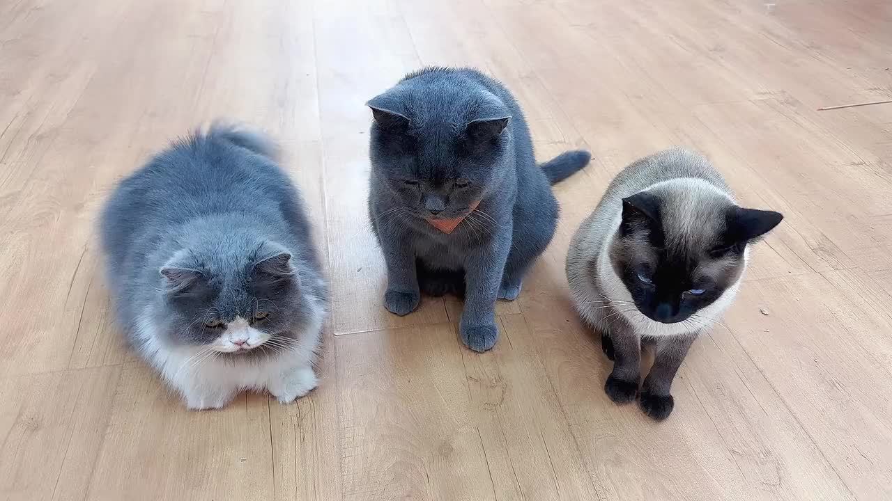 这就是孔融让梨了吧