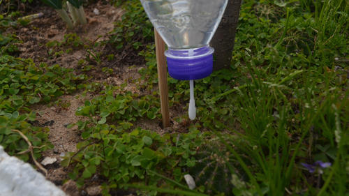 一个塑料瓶一根棉签,就能做成自动浇花器,出差一周都不用担心