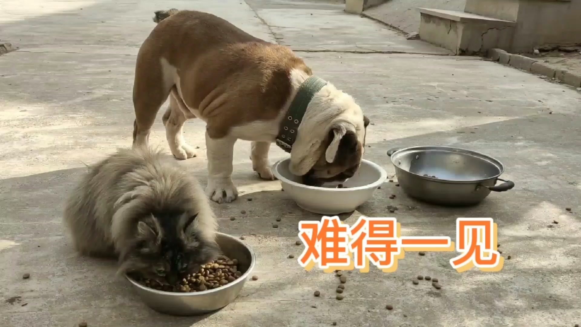 猫狗冤家在一起会怎样?主人怎么防止它们打架