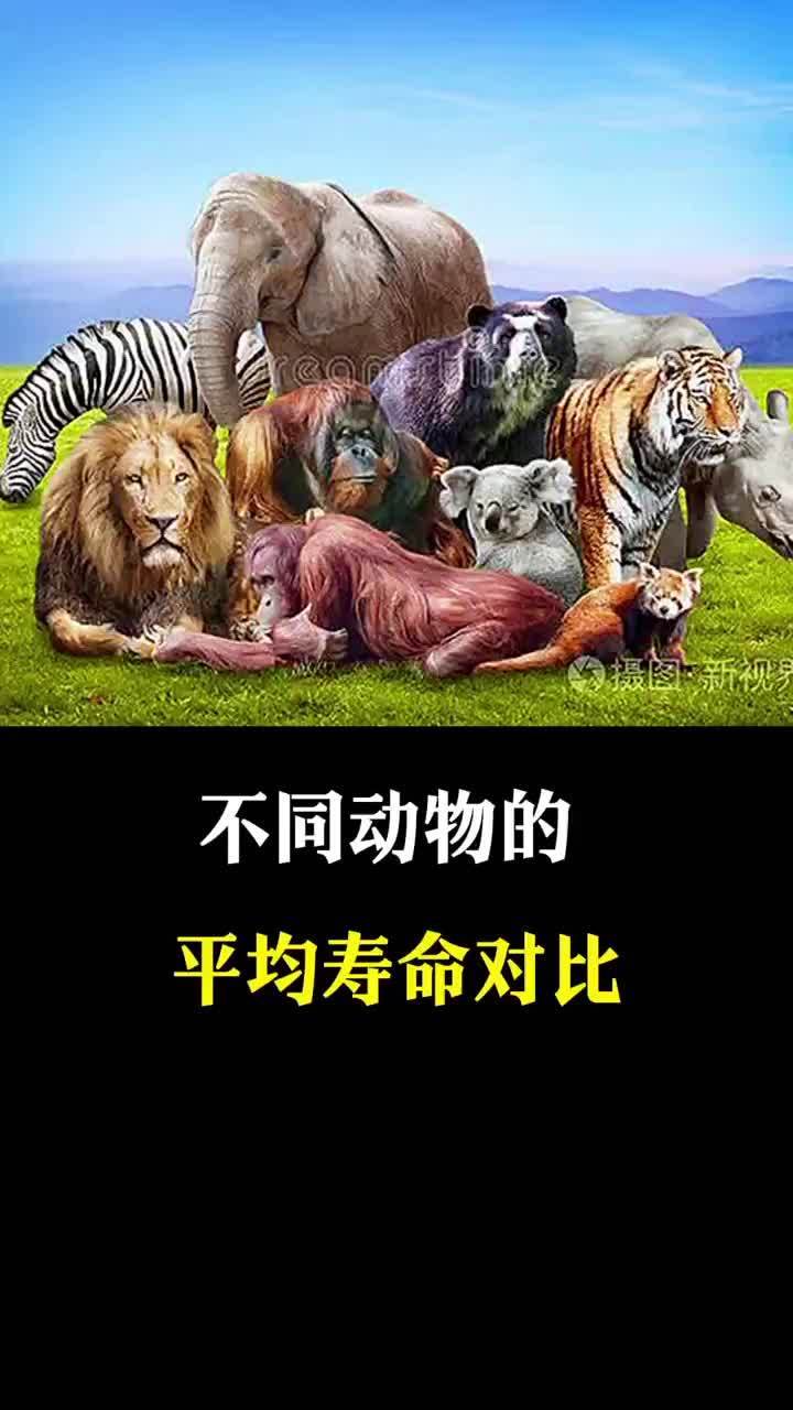 不同动物的平均寿命对比