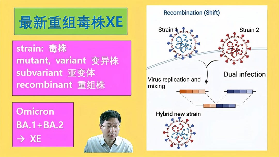 科普学英语。什么是重组毒株XE。目前变种情况和相关英语表达