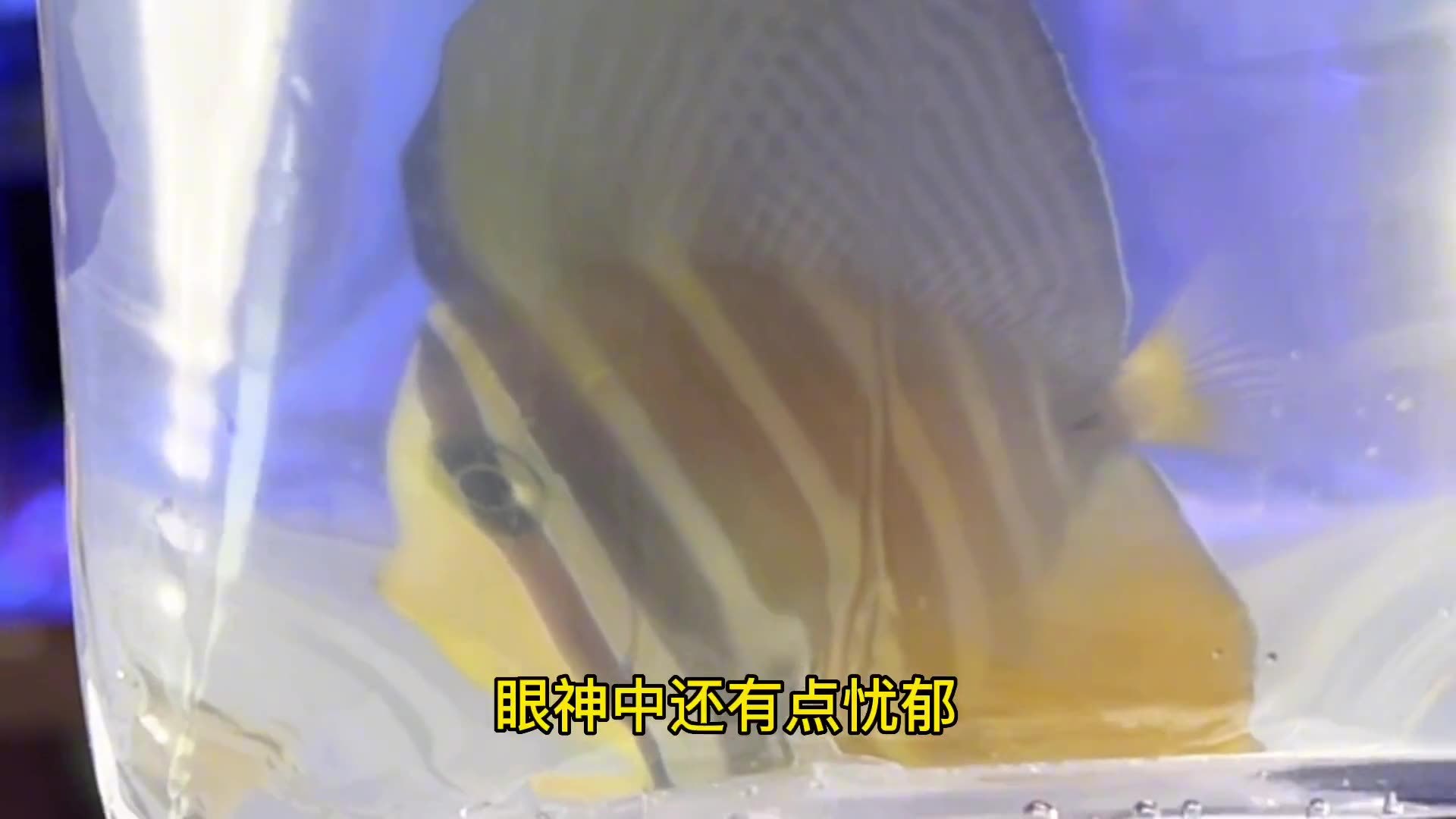 有没有你认识的小生物~海底世界海底总动员