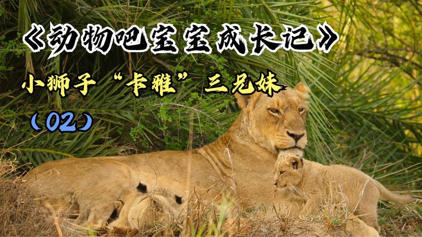《动物宝宝成长记》狮子宝宝“卡雅”三兄妹~!