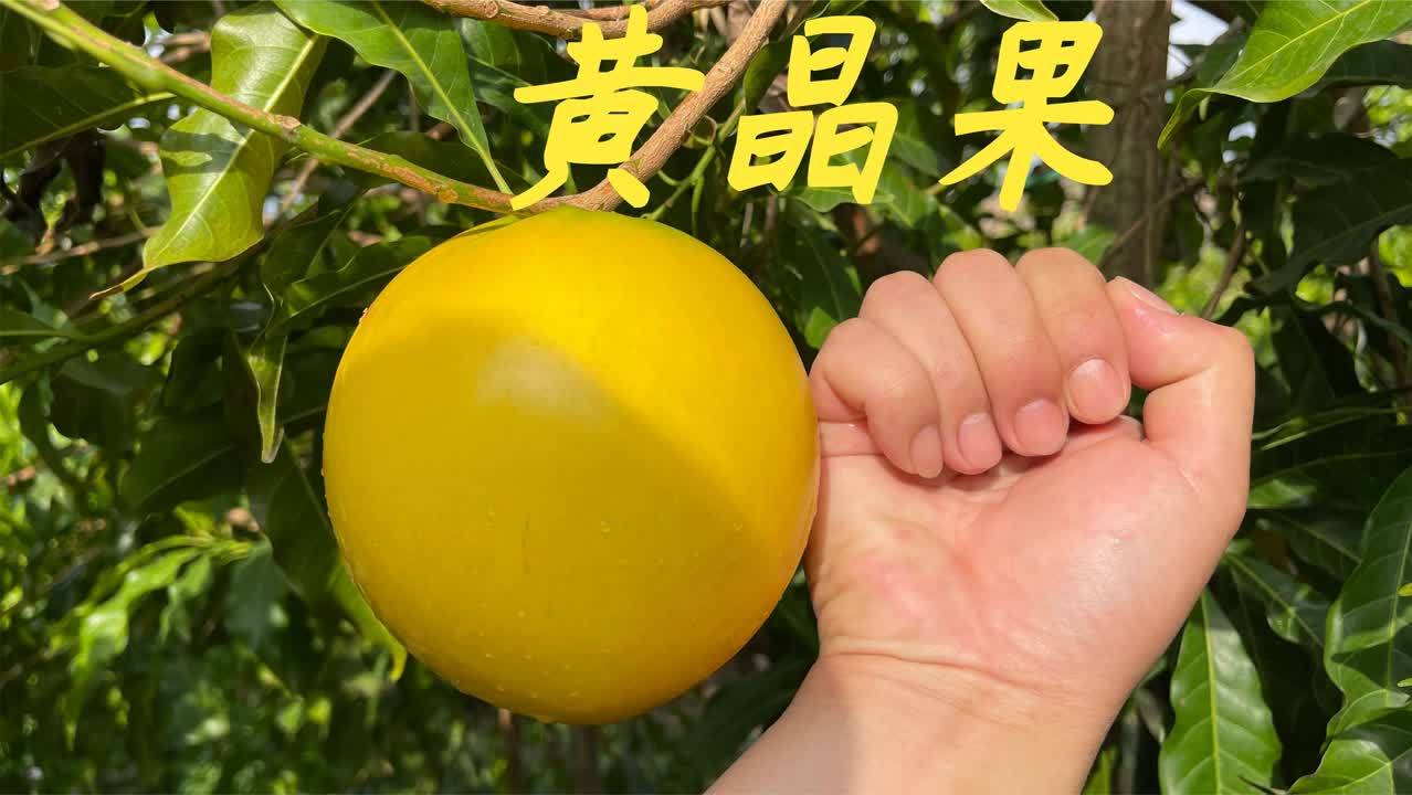 带大家看看基地的冬季黄晶果,个个果实都有一斤多
