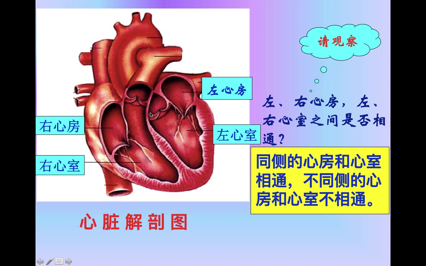 7下生物 心脏