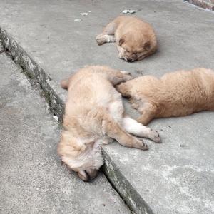 鋌不下来 