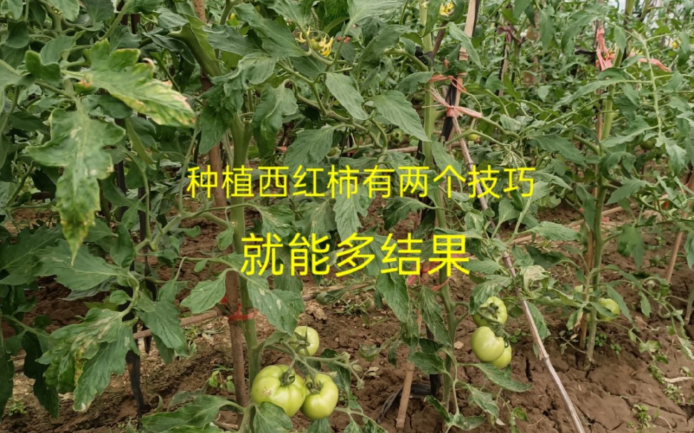 种植西红柿有两个技巧 ,听种菜的大叔告诉你,一起来学习