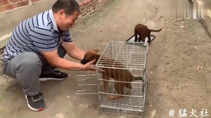 纯种马犬就是厉害,才50天打架就如此凶猛,大家看看品相如何?
