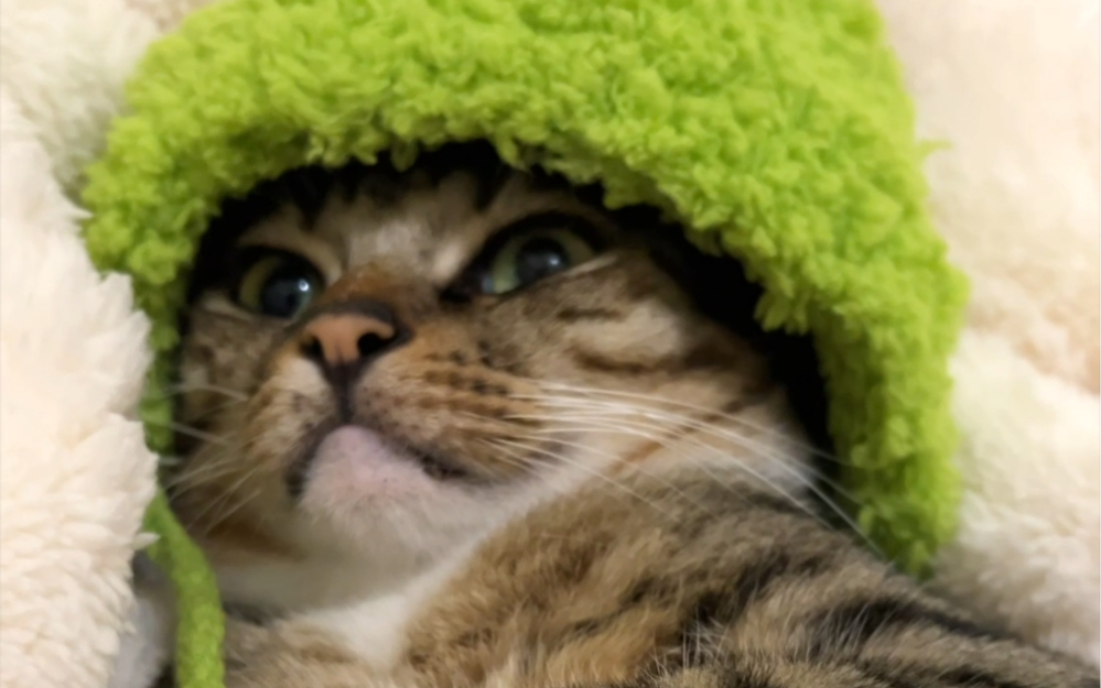 狸花猫都这么会撒娇吗?