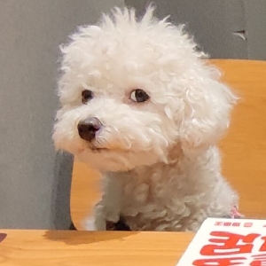 木柑吖教师非全读研中 