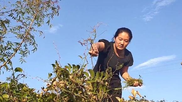 路边摘了一把金刚藤嫩芽,回家炒一盘很香