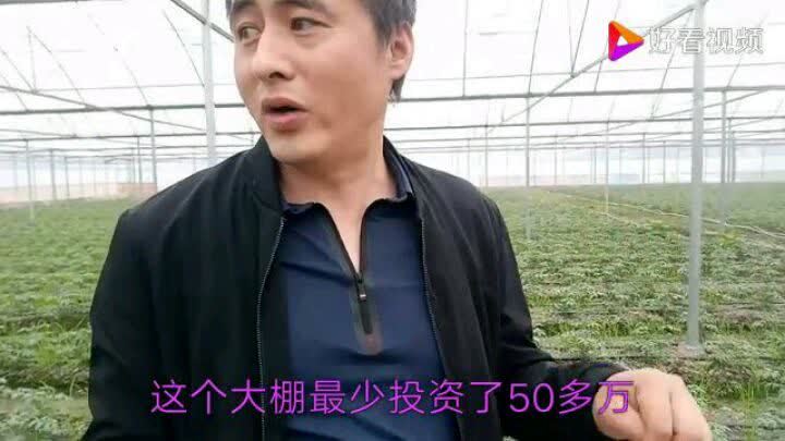 1000多亩温室大棚,种几毛钱一斤的蔬菜,老板是不是疯了