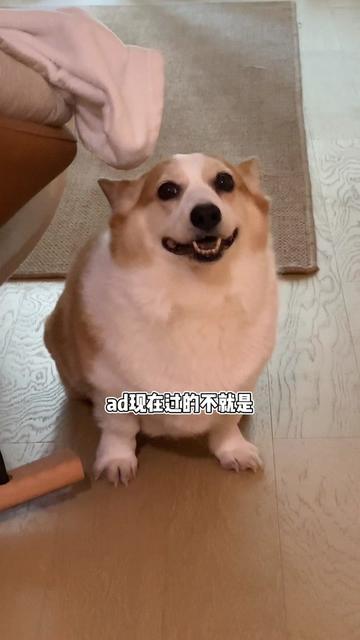 我家小狗过上了我理想中的生活柯基