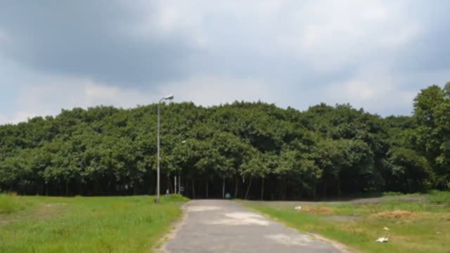 独木难成林这句话被反驳“成功了”,一棵树就是一片树林,你相信吗