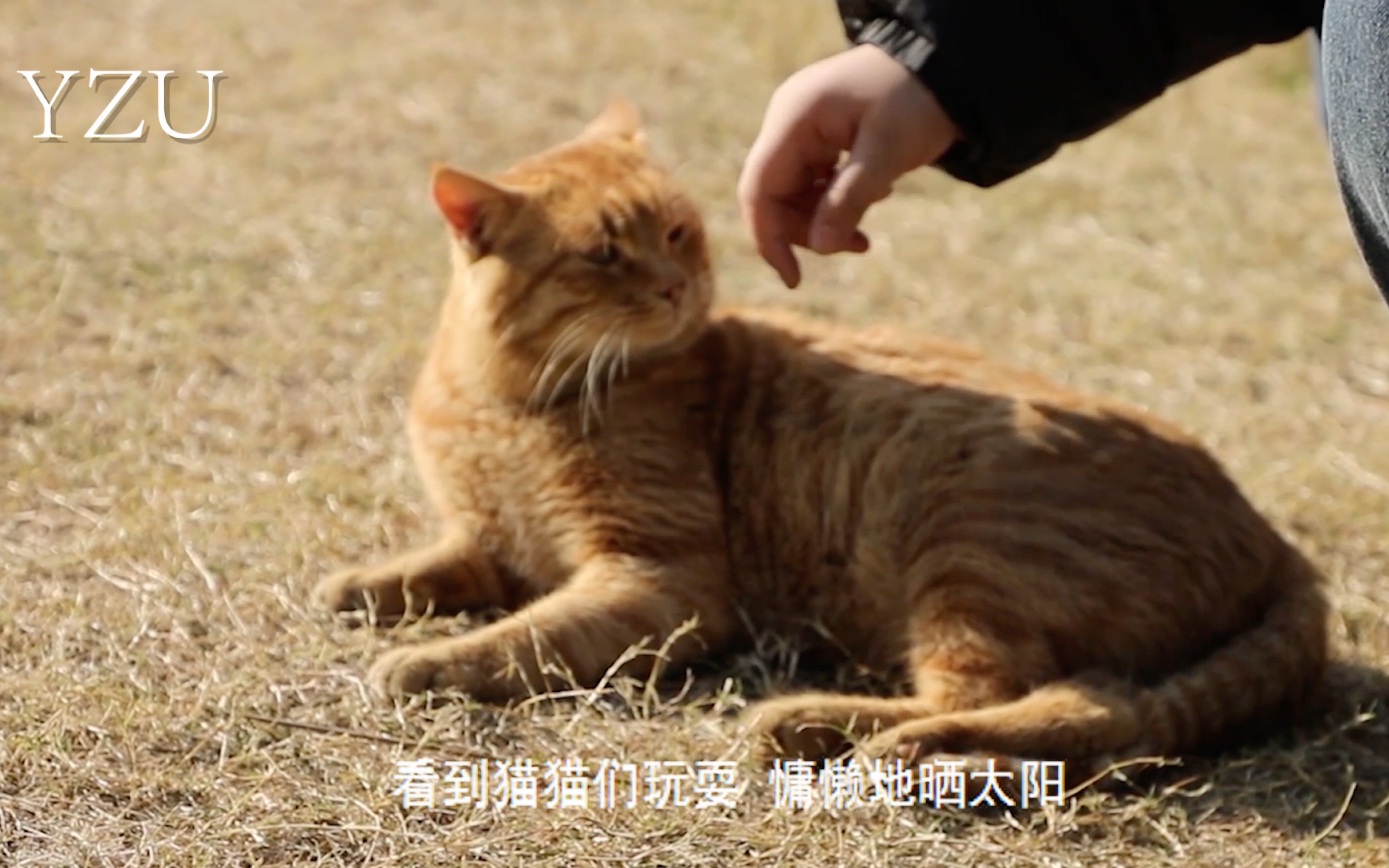 【扬大3分钟】II《救助流浪猫》学生采访作业