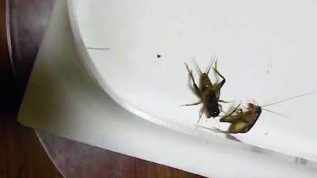 蛐蛐差点打死了,摔跤躺在地上就不会动了,幸好被隔开了,真厉害