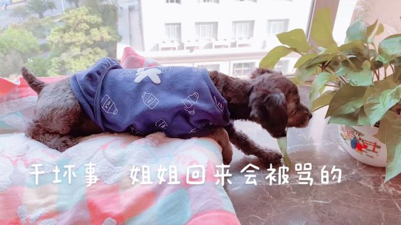 #铲屎官的乐趣 我就这样看着她把叶子撕下来ߘ