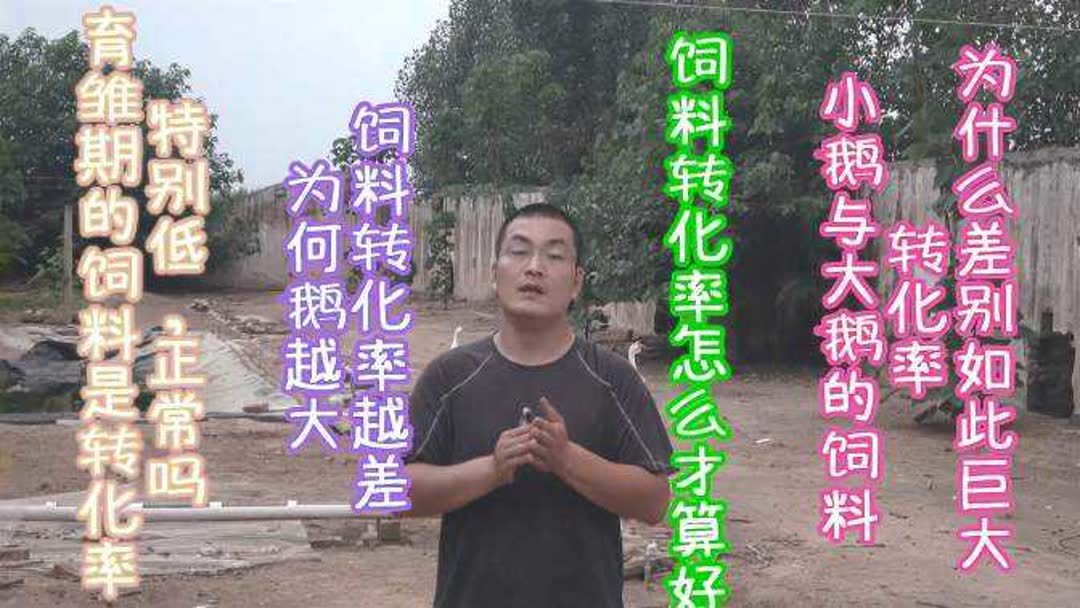 鹅群饲料转化率从低到高,差距怎么这么大