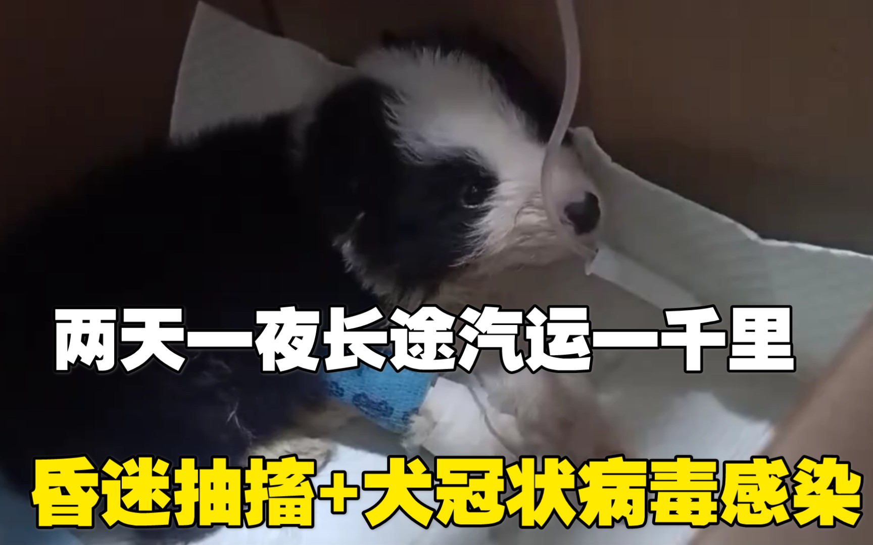 边牧幼犬冬季长途汽运一千里下车检查 昏迷抽搐+犬冠状病毒感染治疗