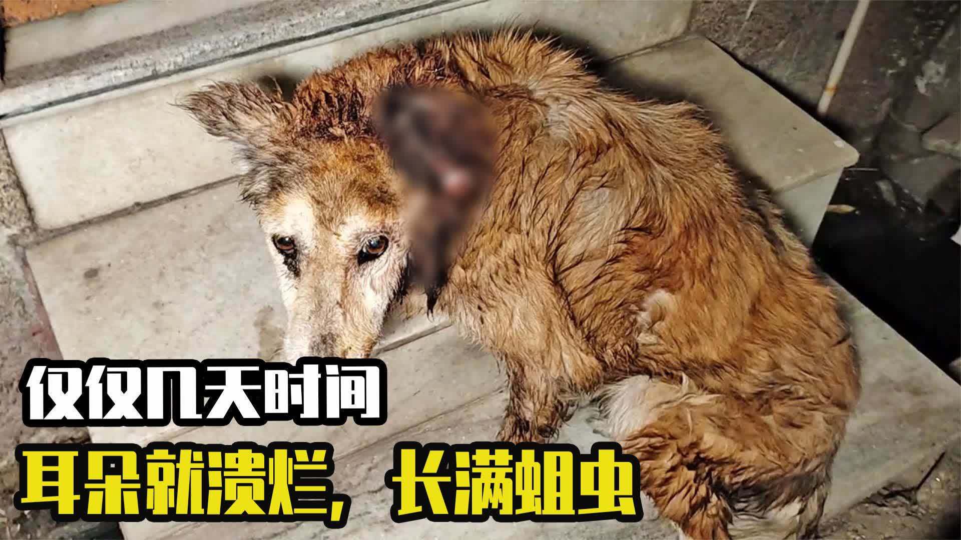 仅仅几天时间,小狗的耳朵就溃烂且长满蛆虫