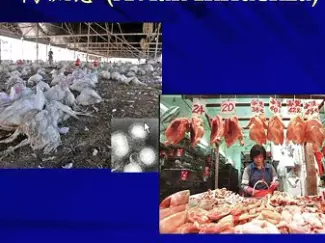 兽医公共卫生学共24学时 杜爱芳、江玲丽 浙江大学