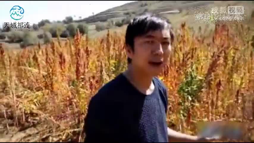 藜麦的营养价值与食用功效