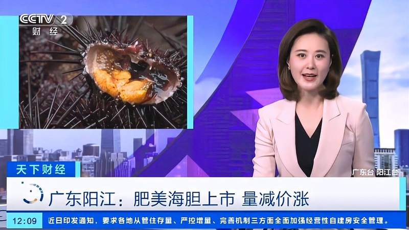 广东阳江:肥美海胆上市,量减价涨