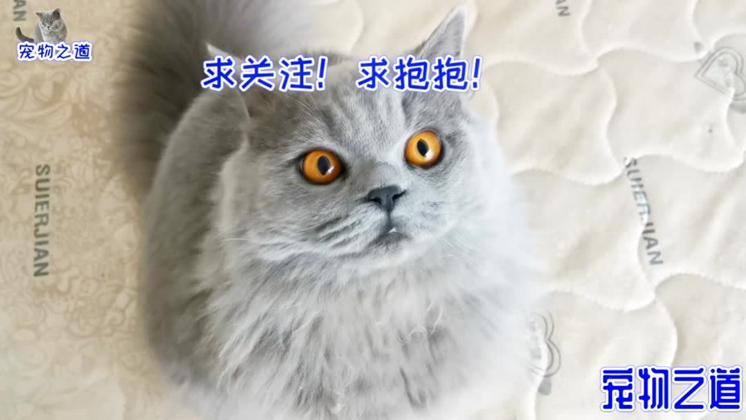 小胖猫撒娇求主人关注,被母猫揍了,胖猫爸护儿子伸手就揍母猫