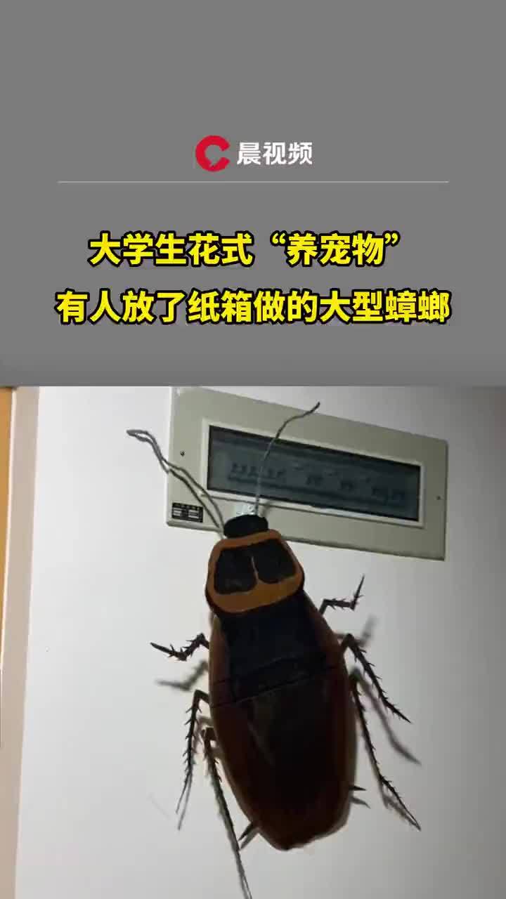 大学生花式"养宠物",有人在门外贴了纸箱做的大型蟑螂